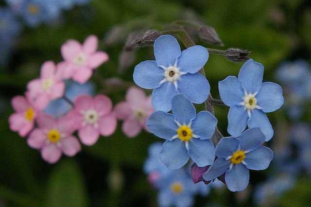Aspire Forget Me Not Dementia Remembrance Celebration - Aspire for ...
